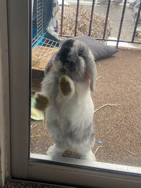 He Wants To Come In And Sleep In His Favorite Spot Rrabbits