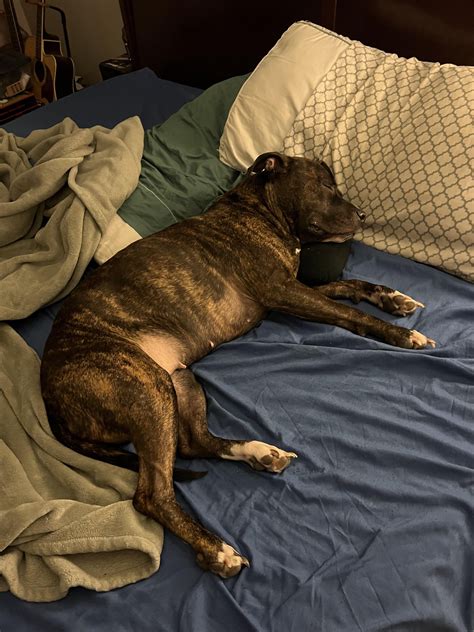 Sleepy Pibble R Pitbulls