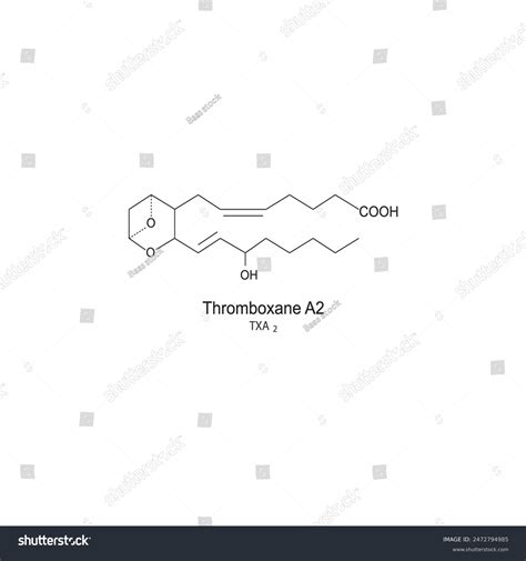 Thromboxane A2 Skeletal Structure Diagramprostanoid Compound Stock