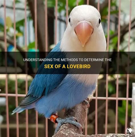 Understanding The Methods To Determine The Sex Of A Lovebird Petshun