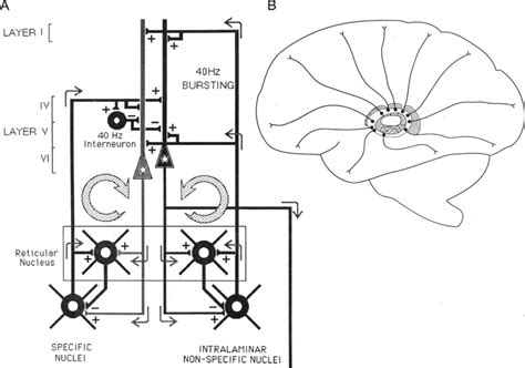 Thalamocortical Circuits Proposed To Serve Temporal Binding A