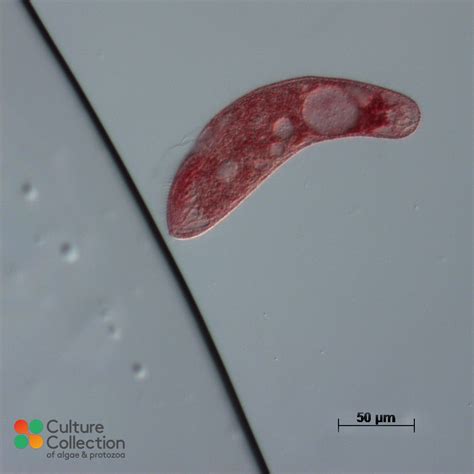 Blepharisma Americanum Biology Supplies Darwin Biological