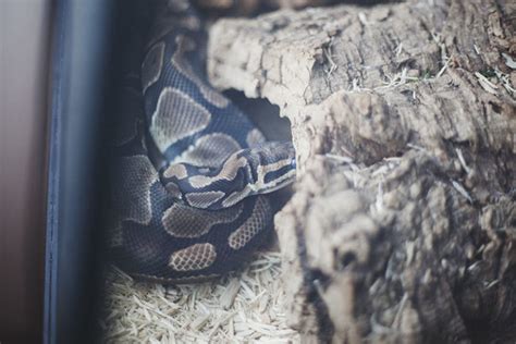 Can I Tell My Ball Python S Sex Without Popping Or Probing My Pet Python