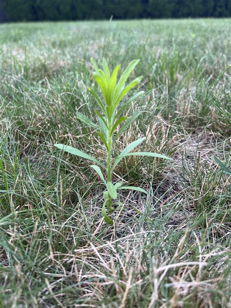 Weed Identification R Lawncare