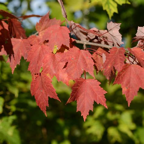 Acer Saccharinum Silver Maple