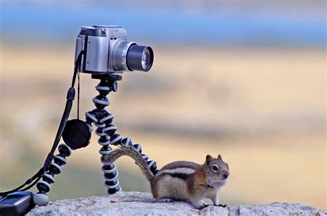 Cheeky Chipmunk Photograph By Lynn Bolt Fine Art America
