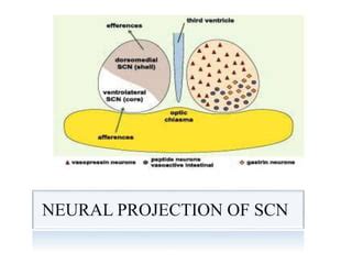 Scn Supra Chiasmatic Nucleus Pptx