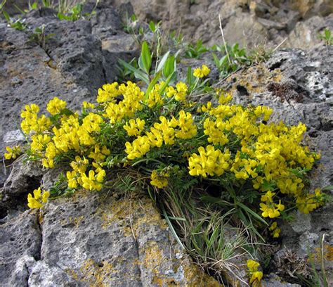 British Wild Plant Hippocrepis Comosa Horseshoe Vetch