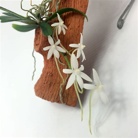 Aerangis Calantha