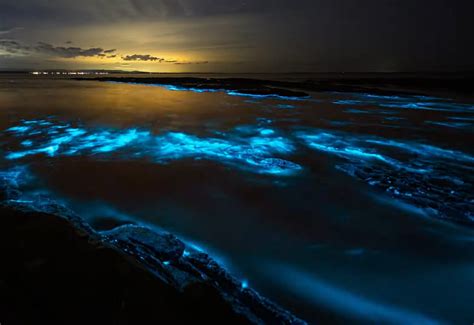 What Is Bioluminescence A Brief Introduction To Bioluminescence