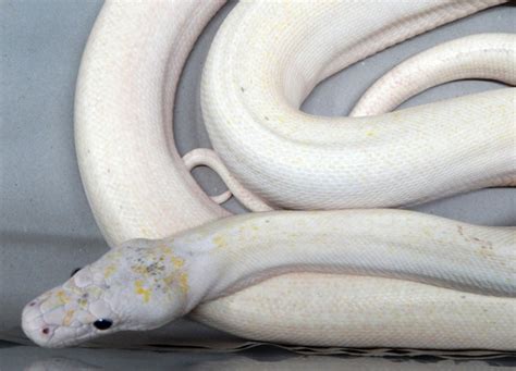 Ivory Reticulated Python By Mystic Reptiles Llc