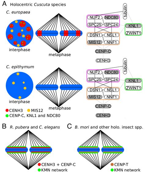 Comparison Of Kinetochore Structure Between Holocentric Cuscuta Species