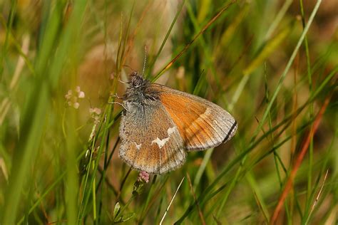 Coenonympha Tullia