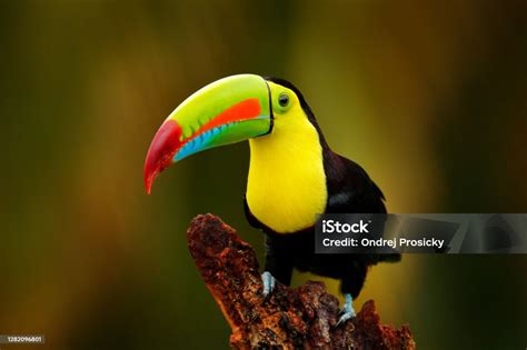 켈이 청구된 투칸 람파스토스 유황 숲의 지점에 앉아 있는 큰 지폐가 있는 새 코스타리카 중앙 아메리카에서 자연 여행 자연 서식지에서 아름다운 새 큰부리새에 대한 스톡 사진