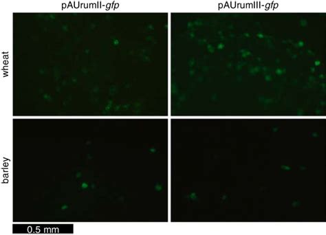Transient Gfp Expression In Endosperms Wheat Upper And Barley