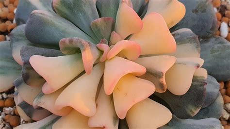 22106💥원종 명품들 💥스프레드마리아원종베션 볼레로 로렐라이 미라클 맑은간츠 인디안바손 크리스피뷰티 제이드스타 재클린 캐빈카이져 멕시코마리아 하비비 봉황마리드