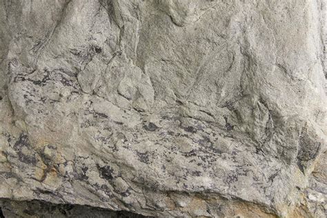 5 2 Fossil Lycopod Tree Root Stigmaria Kentucky 176788 For Sale