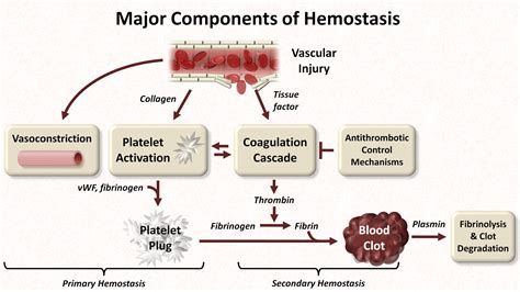 Hemostasis Lesson 1 An Introduction Hematology Vasoconstriction Nursing School Notes