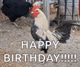 Birthday Chicken S Tenor