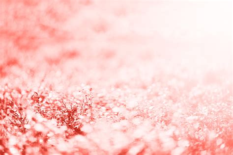 빛 보케와 누출 효과와 추상자연 배경 숲의 잔디 트렌디 한 산호 색상의 여름 컨셉 공간을 복사합니다 배너 소프트 포커스 2019년에 대한 스톡 사진 및 기타 이미지 Istock