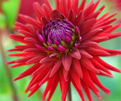 Common Dahlia Diseases And How Best To Combat Them Homes And Gardens