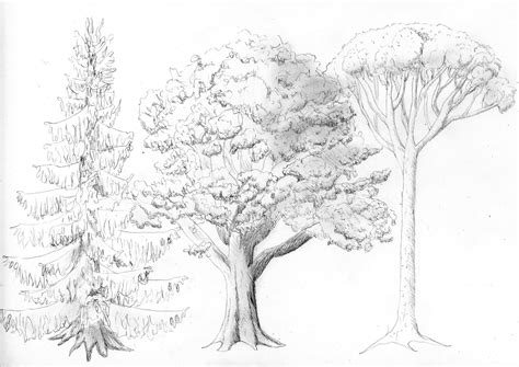 Dessin Realiste Arbre Comment Dessiner Les Arbres Jtcp