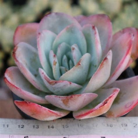 Presale Echeveria Brinks Blue Not So Random Cedar Creek Farmhouse