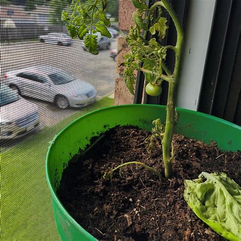 Ultimate Guide To Tomato Piccolo 🍅