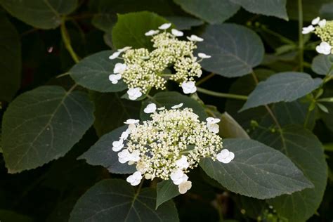 Hydrangea Arborescens Subsp Radiata Silverleaf Hydrangea Shrubs Rhs