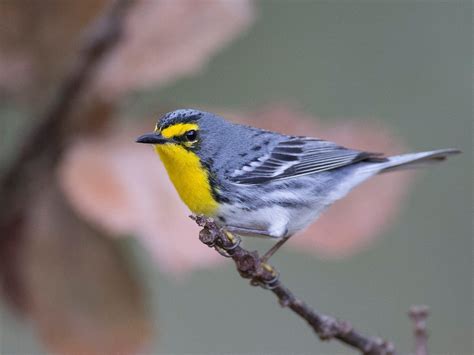 40 Types Of Warbler Birds Pictures And Identification