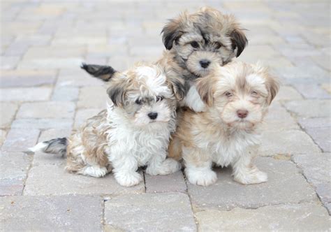Champagne Havanese