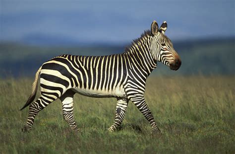 Natalie Mcarthur Zebras