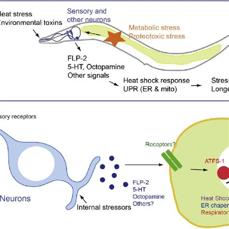 Neural Regulation Of Stress Response And Longevity In C Elegans