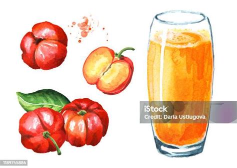 신선한 잘 익은 아세로라 과일 바베이도스 체리 세트와 아세롤라 주스 의 유리 흰색 배경에 격리 된 수채화 손으로 그린 그림 건강관리와 의술에 대한 스톡 벡터 아트 및 기타