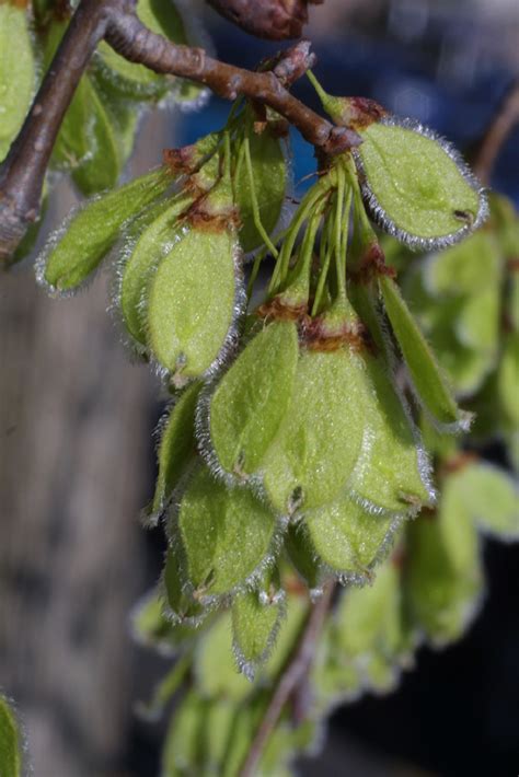 Ulmus Americana Fruit