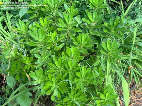 Plantfiles Pictures Nipponanthemum Species Montauk Daisy Nippon