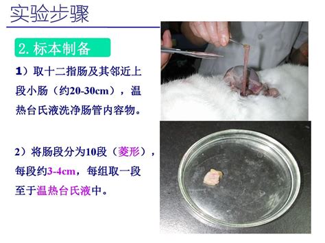 实验六 家兔离体小肠平滑肌生理特性及药物作用的观察 Word文档在线阅读与下载 无忧文档