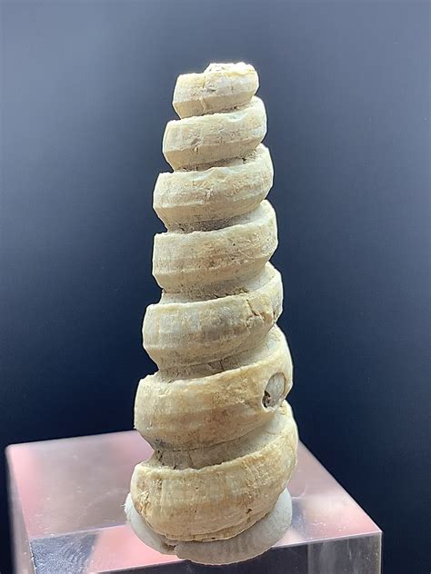 Turritella Snail Fossil R Fossilid