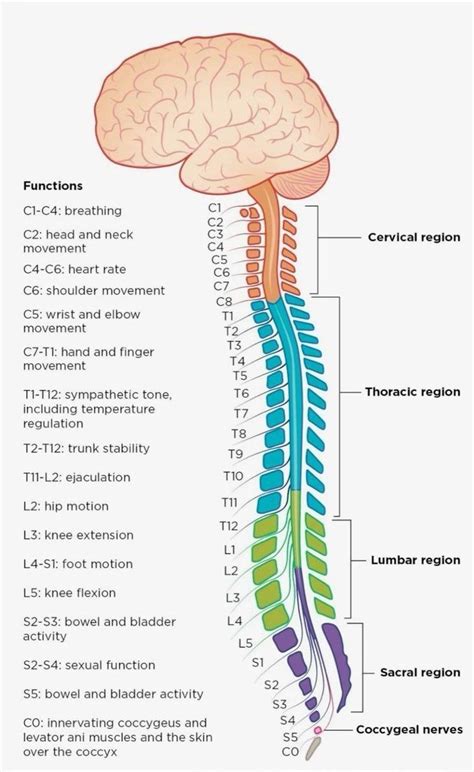 Spinal Column Vertebrae Anatomy Poster 18 X 24 Spine Wall Chart In English Or Spanish Paper Or