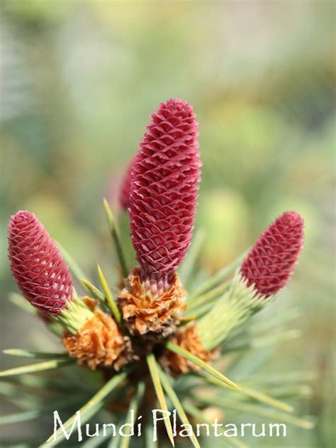 Picea Pungens Ruby Teardrops Mundi Plantarum