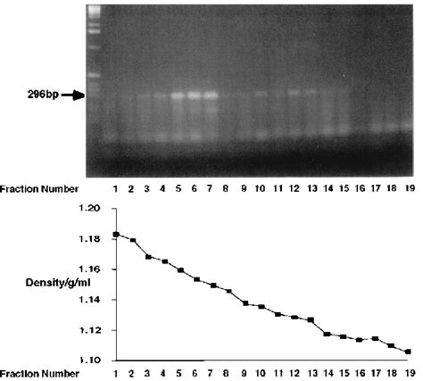 Rna Was Prepared From Sucrose Gradient Fractions And Rt Pcr Was Download Scientific Diagram