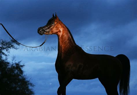 Fa El Rasheem Us Arabian Essence Tv