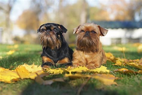 Brussels Griffon Dog Breed Health And Care Petmd