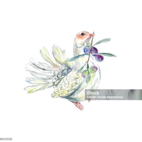 올리브 가지를 가진 흰 비둘기 흰색 배경에 고립된 수채화 그림입니다 라벨 포장 커버 카드 초대장 화장품 비둘기에 대한 스톡 벡터