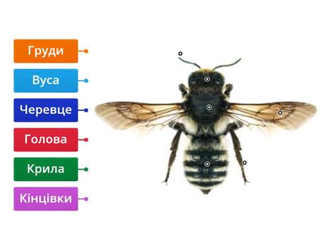Будова комахи Діаграма з мітками