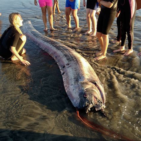 Oarfish