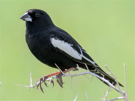 Lark Bunting Larb Land Trust Bird Conservation Initiative