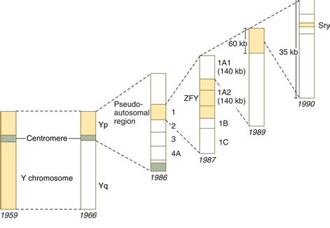 Urogenital System Clinical Tree