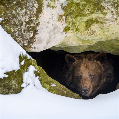 Sleeping Bear In Cave