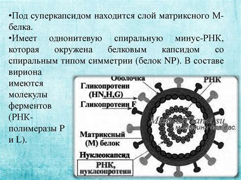 Респираторно синцитиальная инфекция презентация онлайн